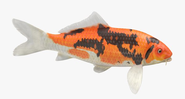 modelo 3d Koi Fish Rigged para Cinema 4D - TurboSquid 1153873