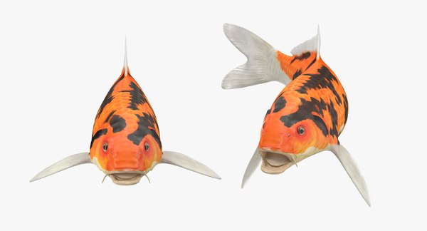 modelo 3d Koi Fish Rigged para Cinema 4D - TurboSquid 1153873