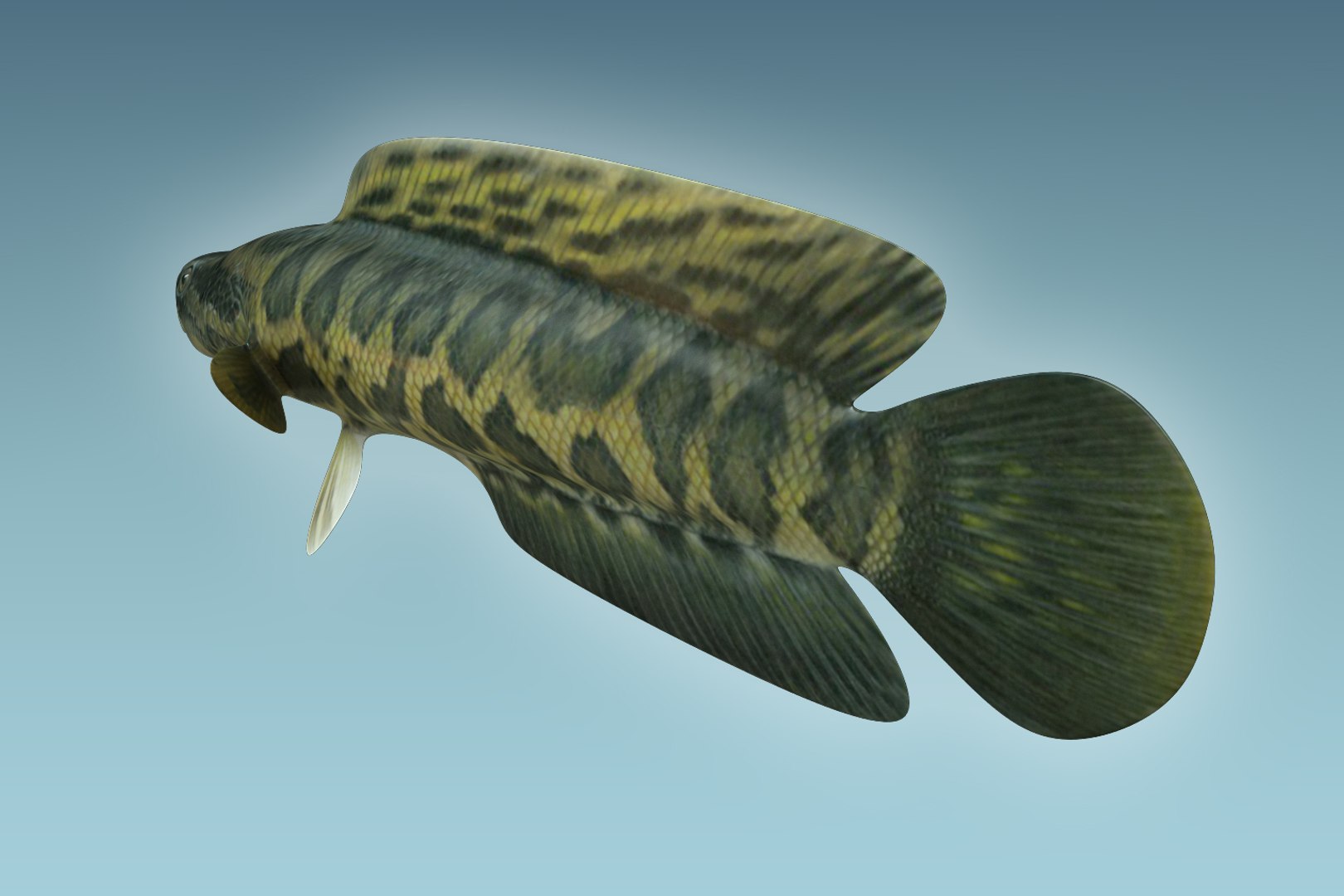 Snake head 3D model - TurboSquid 1202258