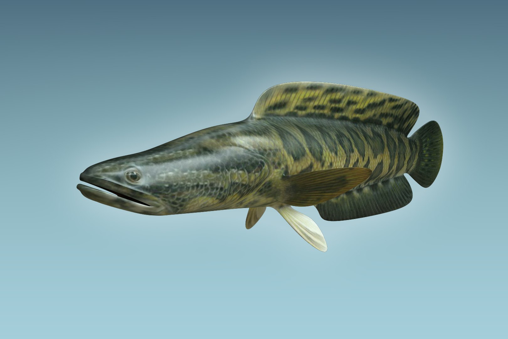 Snake head 3D model - TurboSquid 1202258