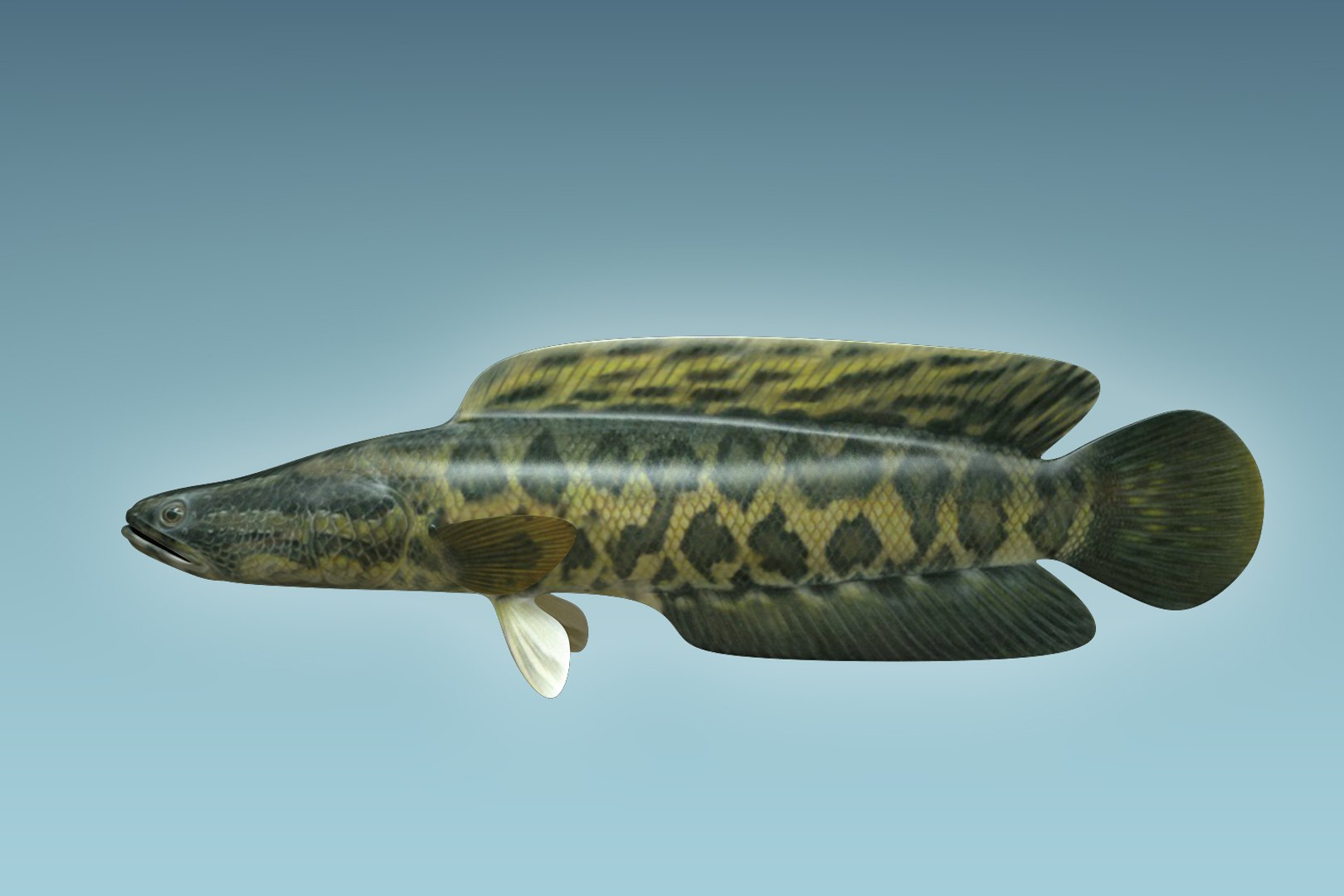 Snake head 3D model - TurboSquid 1202258