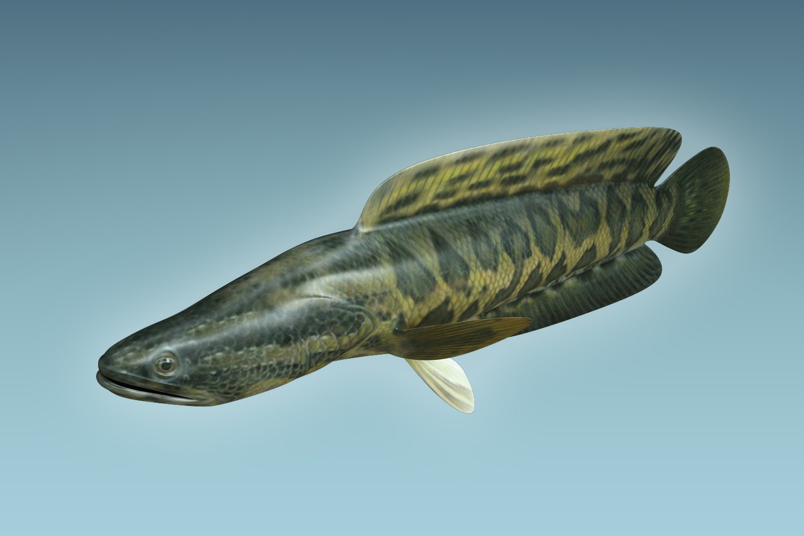 Snake head 3D model - TurboSquid 1202258