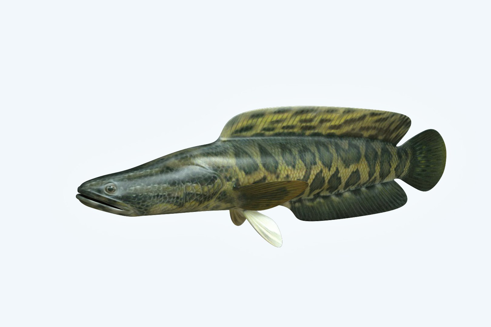 Snake head 3D model - TurboSquid 1202258