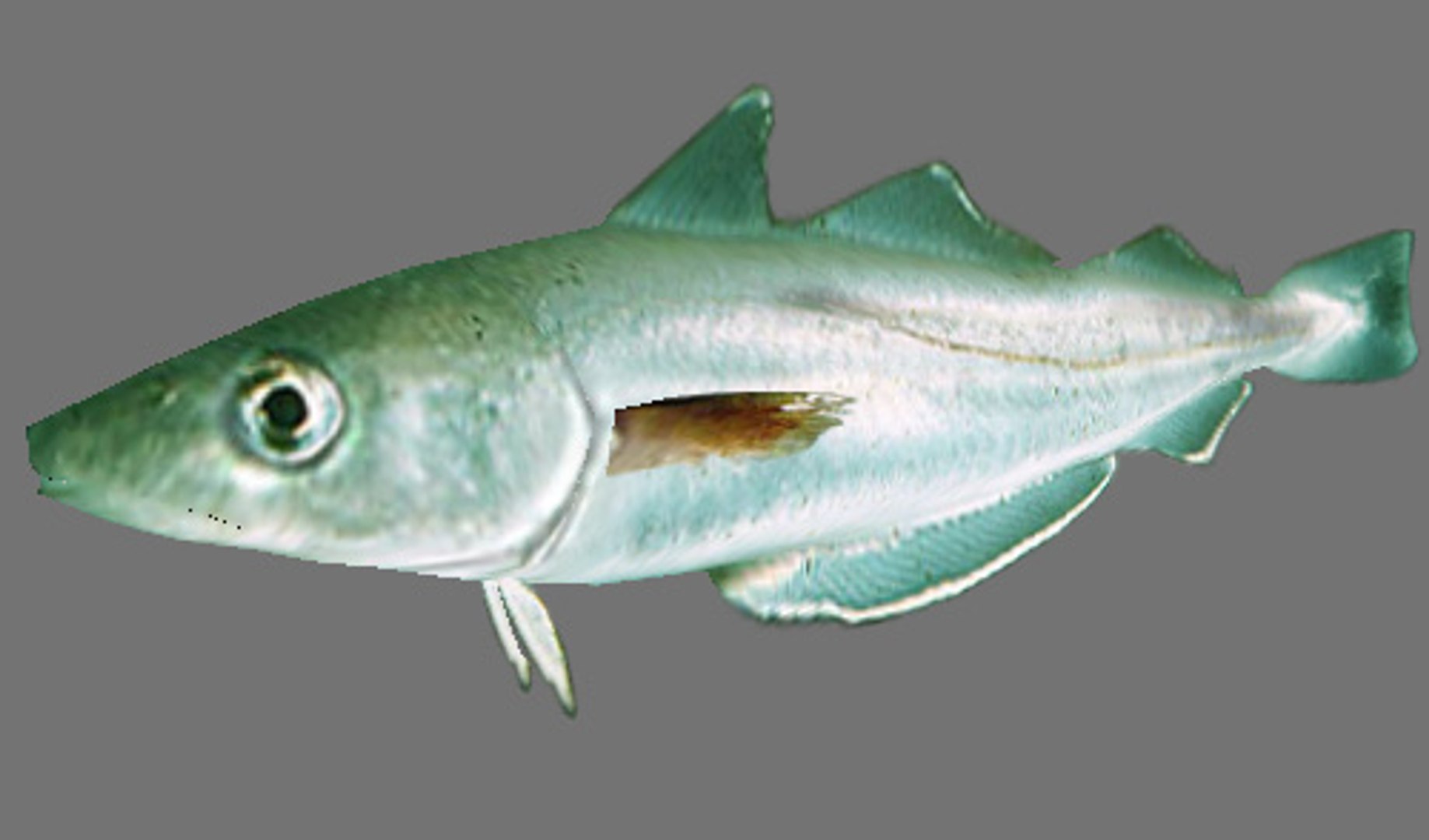 Whiting Fish 3d Blend