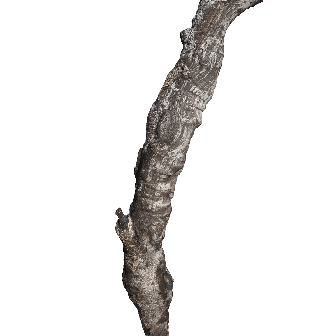 Branches Scan 3D - TurboSquid 1467306