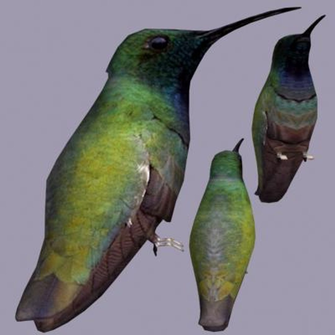 Bird 3d Max