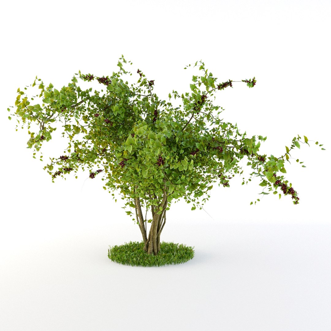 3d Model Of Bush Berries