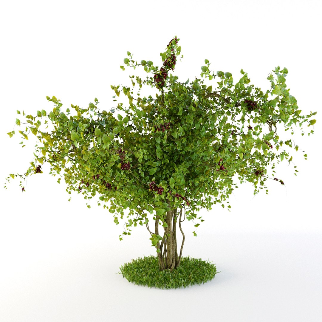 3d Model Of Bush Berries