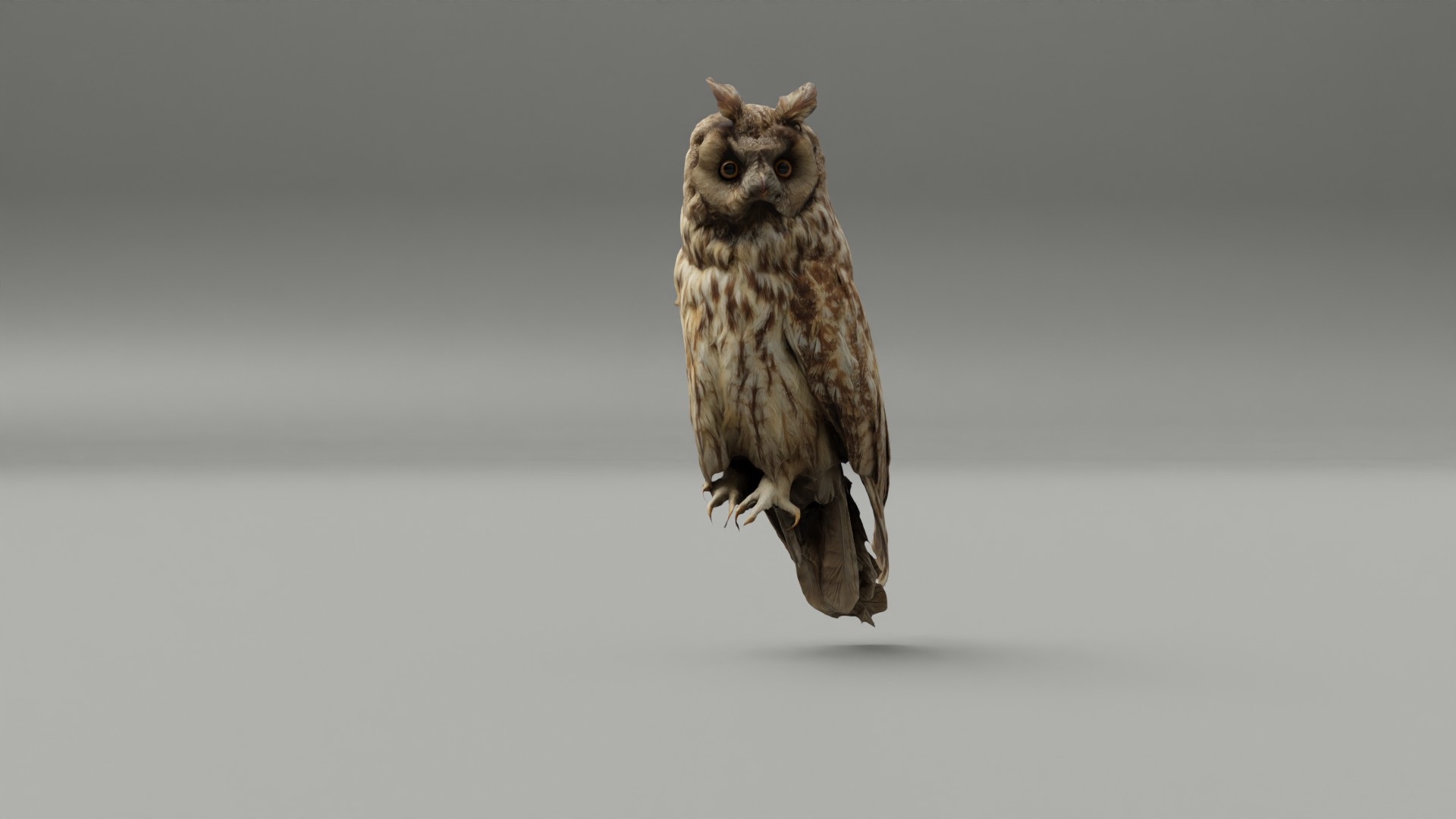 3D Photorealistic Long Eared Owl - TurboSquid 1931320
