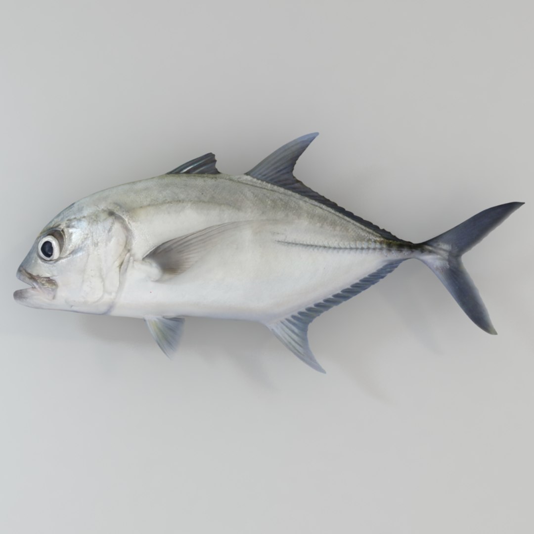 3d Max Big Eye Trevally