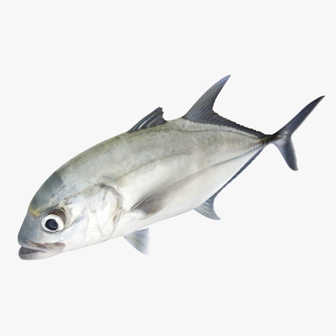 3d Max Big Eye Trevally