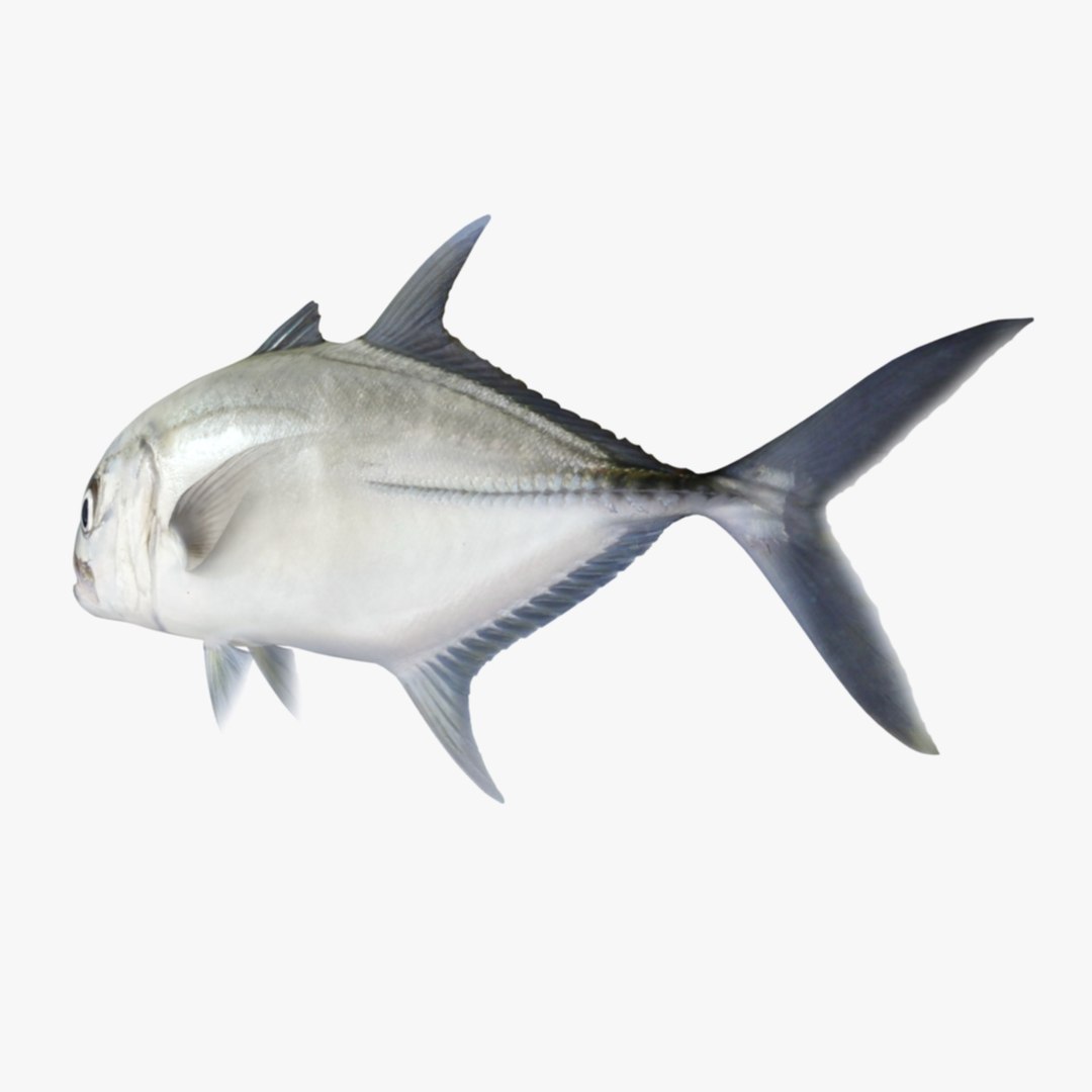 3d Max Big Eye Trevally