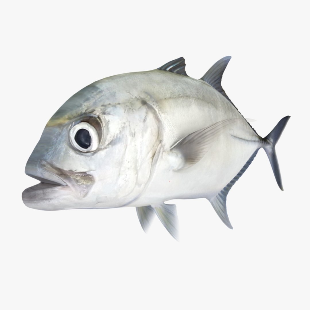 3d Max Big Eye Trevally