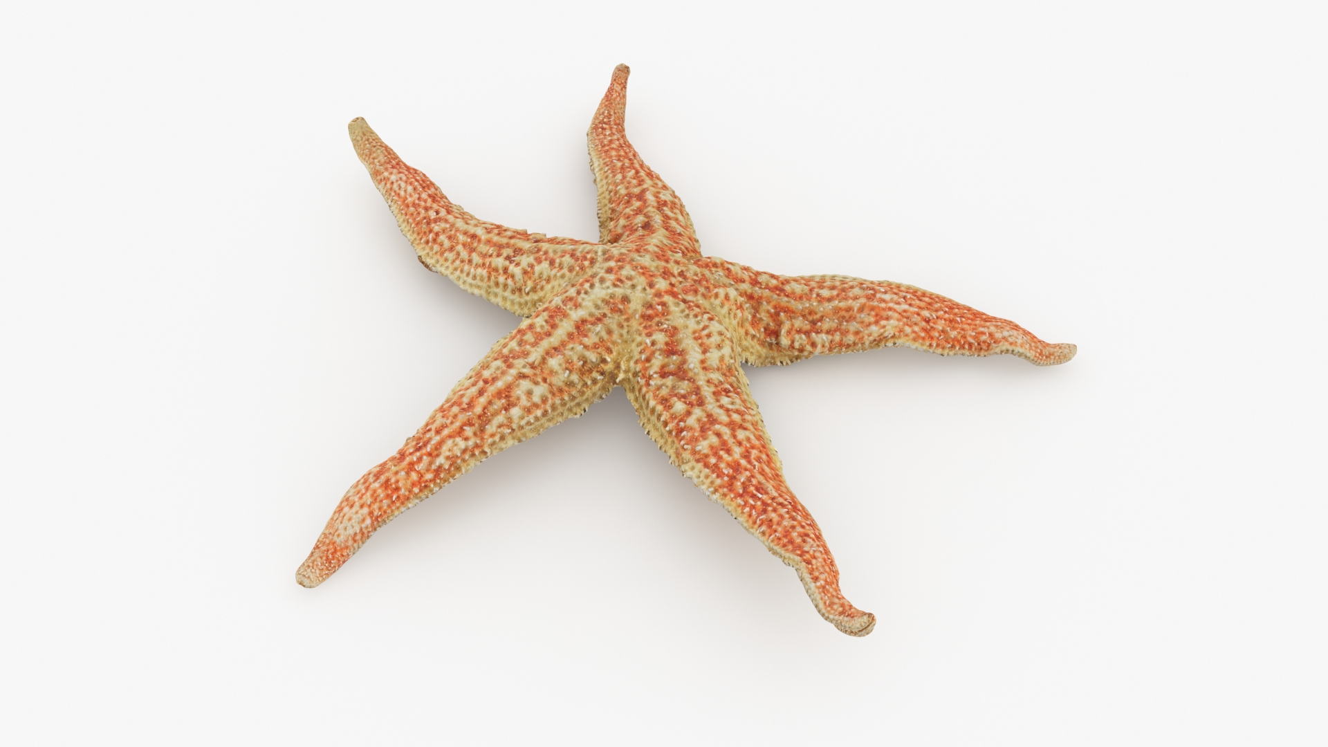 Common Starfish 01 3D Model - TurboSquid 2317532