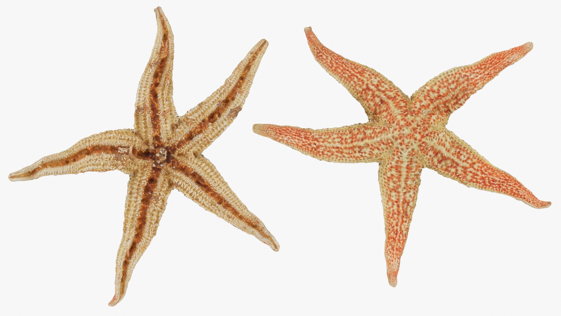 Common Starfish 01 3D Model - TurboSquid 2317532