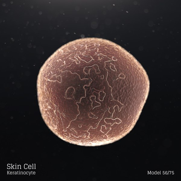 modelo 3d Célula de la piel - Queratinocito - TurboSquid 1626123