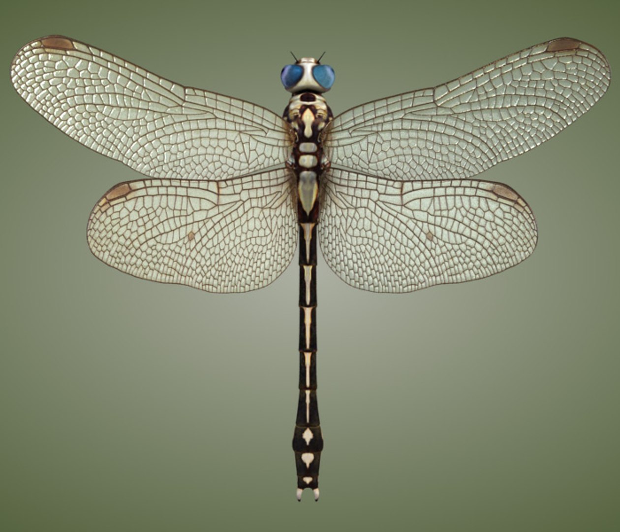 Dragonfly Wings 3d Model