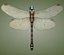 Dragonfly Wings 3d Model