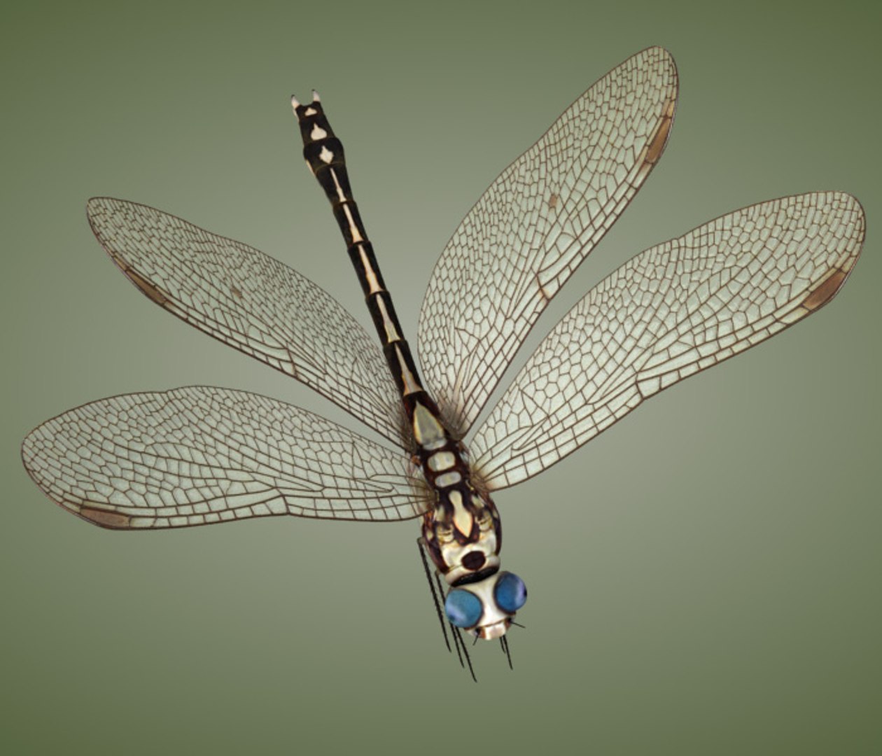 Dragonfly Wings 3d Model