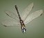 Dragonfly Wings 3d Model