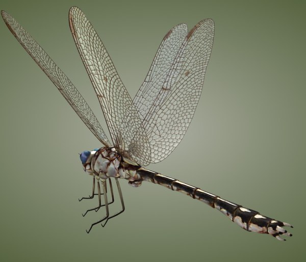 dragonfly wings 3d model