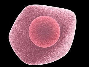 Skin Cell 3D Models for Download | TurboSquid