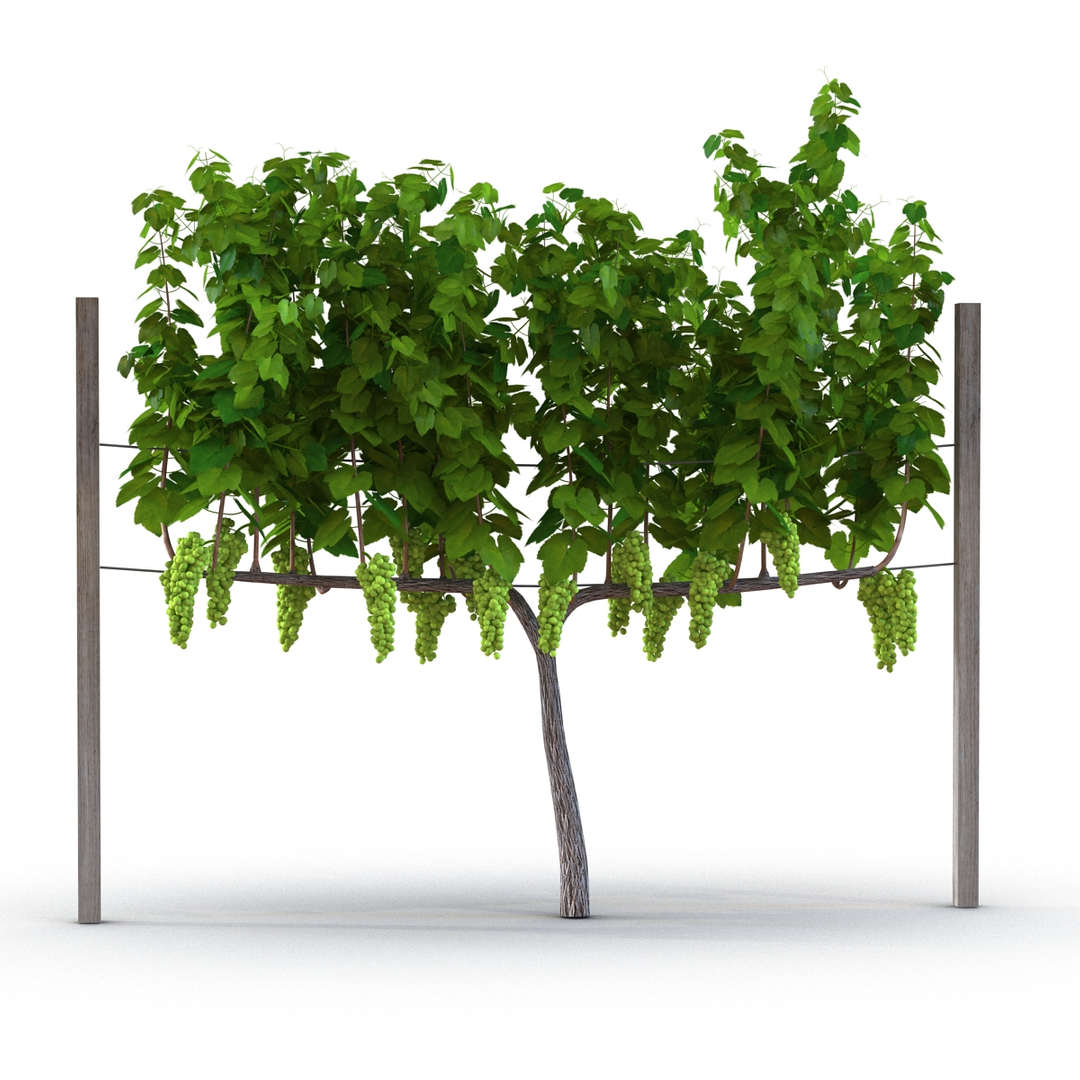 Grapes Collection 3 3D model - TurboSquid 1872967