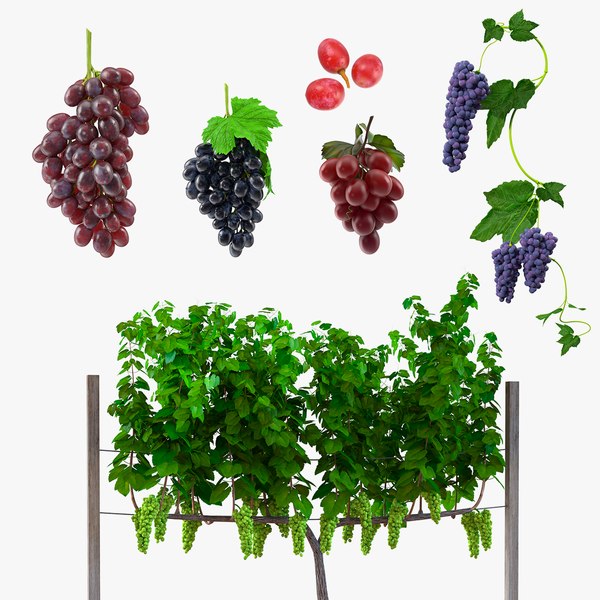 Free 3D Grapes Models | TurboSquid