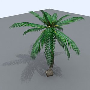 Palm Tree 3D Models for Download | TurboSquid