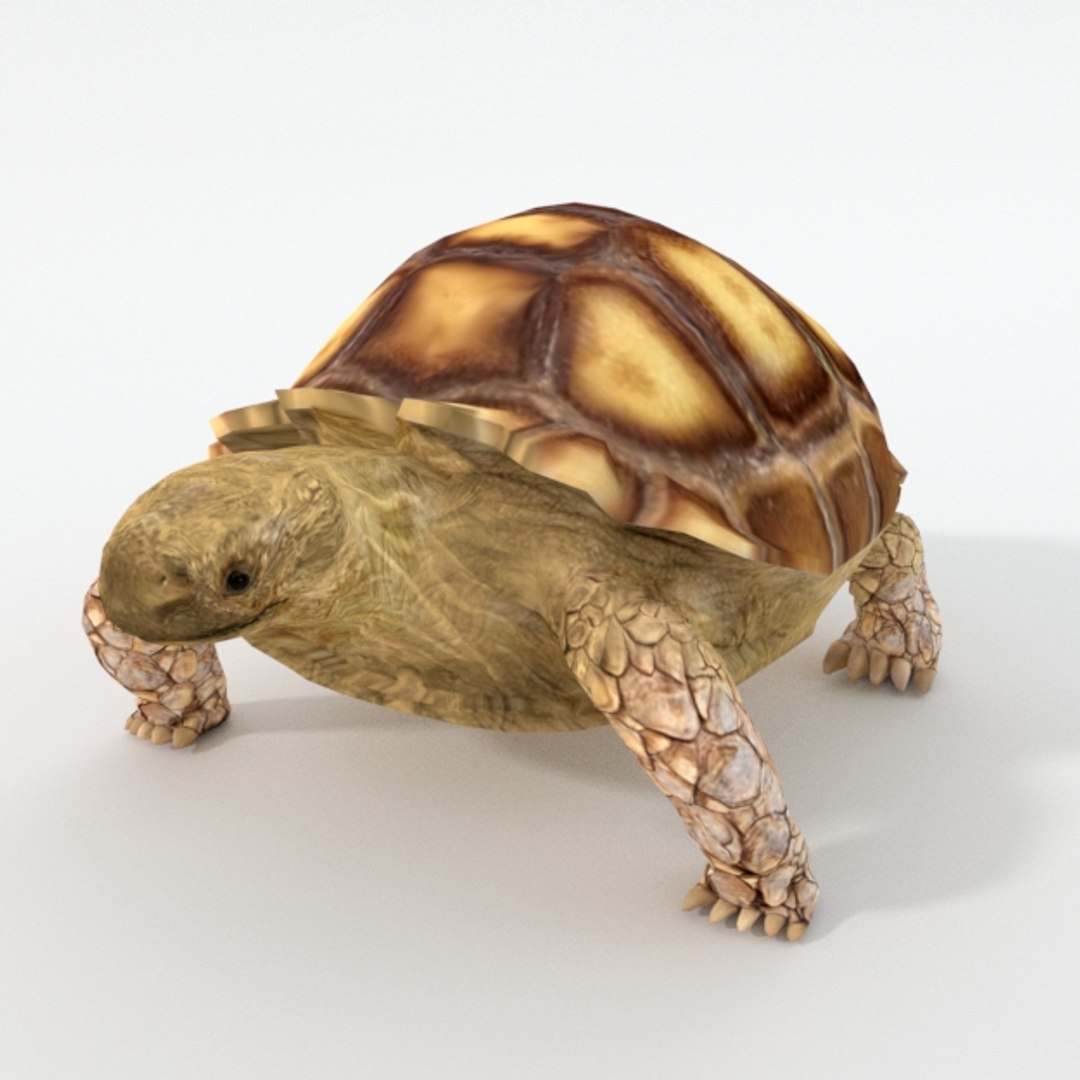 modelo 3d Tortuga Sulcata - TurboSquid 1364372