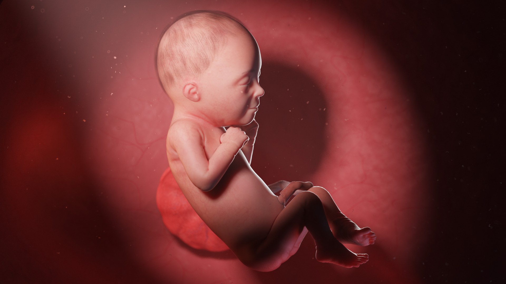 3D Fetus Week 26 Animated Model - TurboSquid 1855350