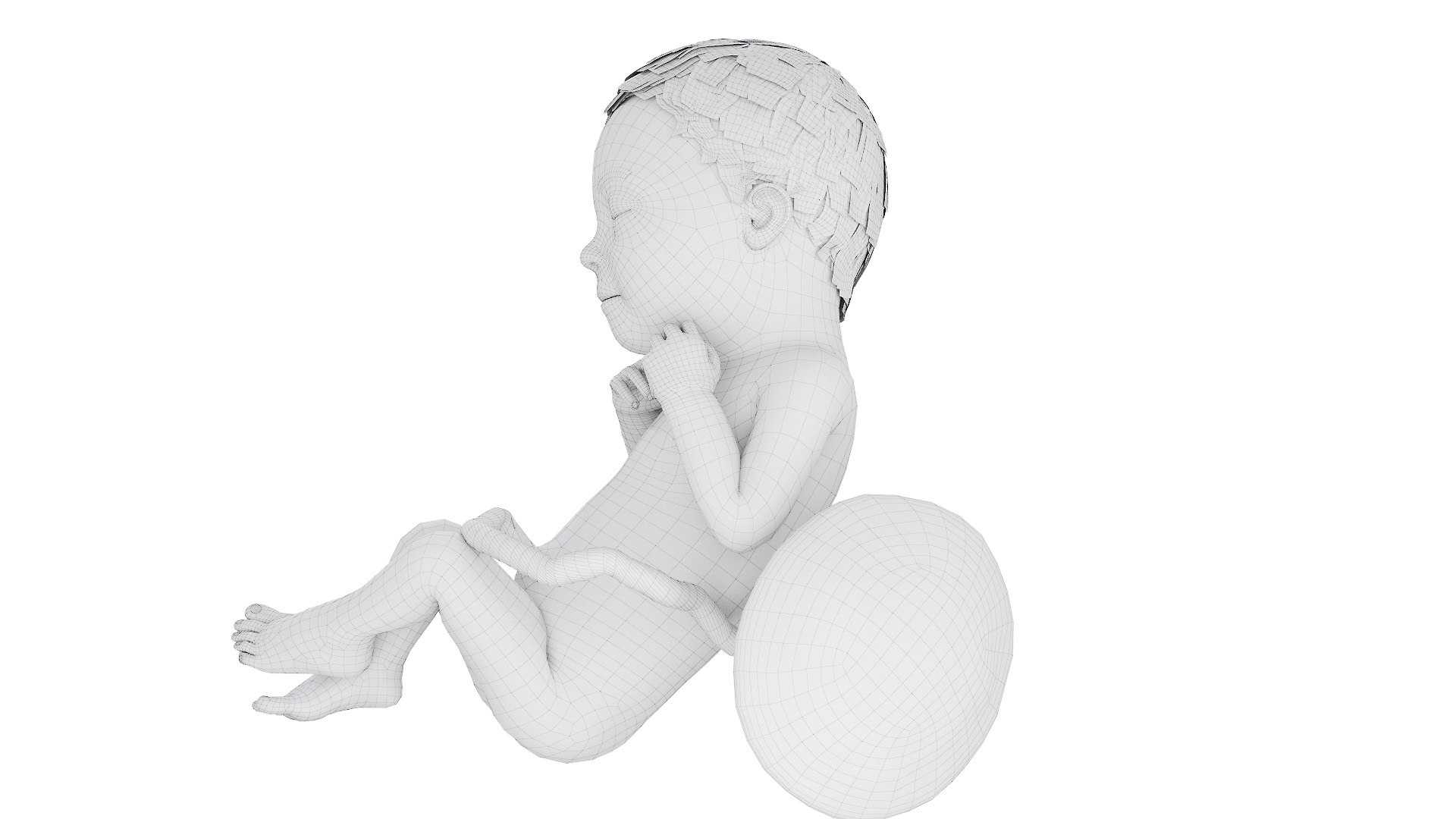 3D Fetus Week 26 Animated Model - TurboSquid 1855350