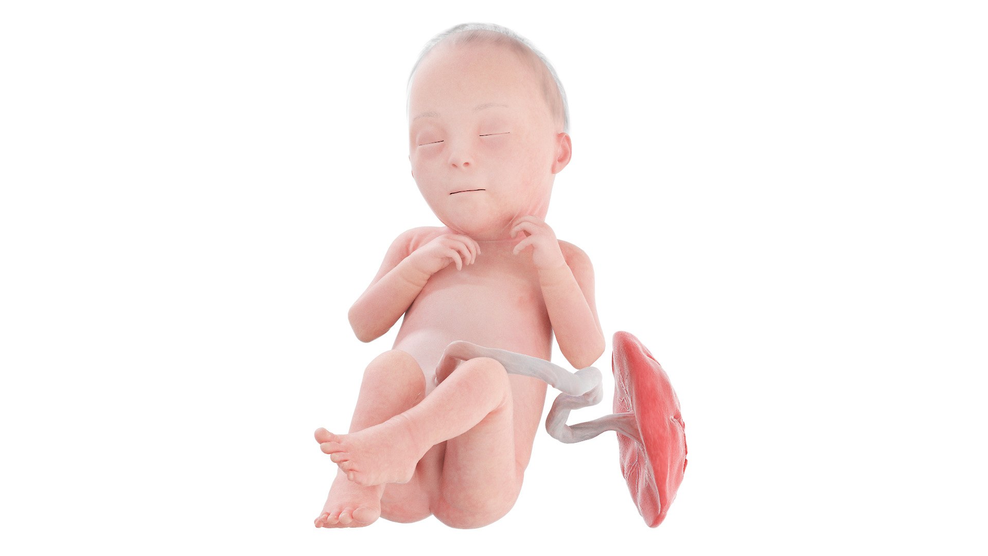 3D Fetus Week 26 Animated Model - TurboSquid 1855350