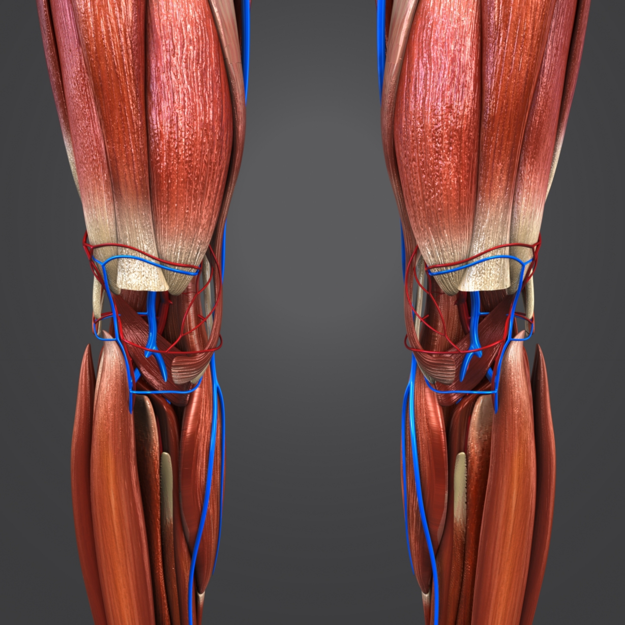 3D muscular muscles - TurboSquid 1268741