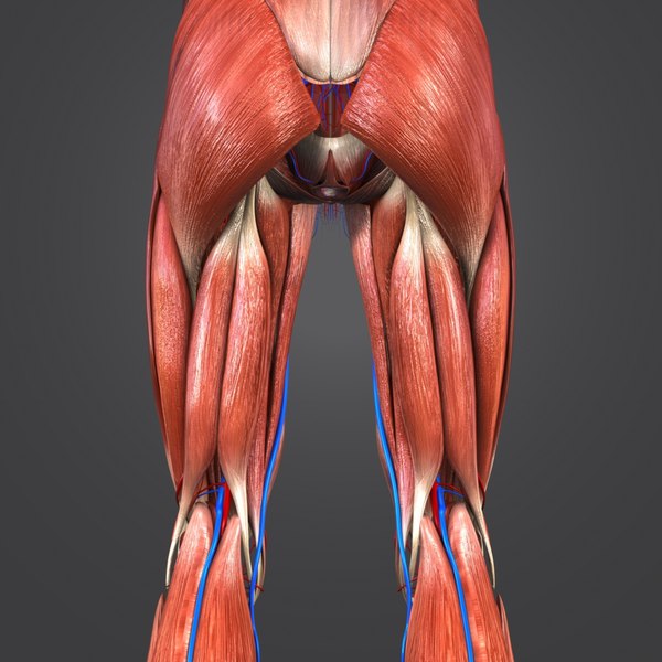 3D muscular muscles - TurboSquid 1268741