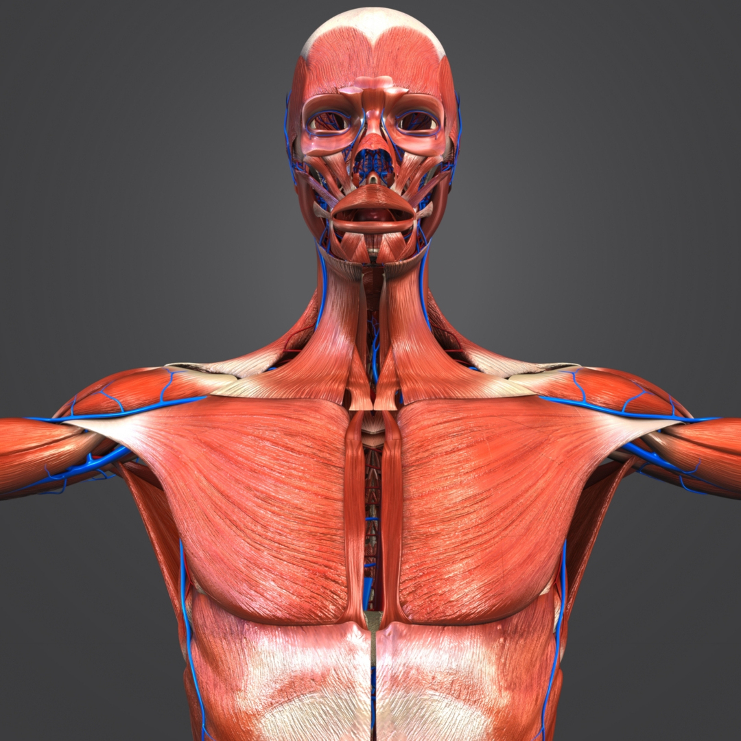 3D muscular muscles - TurboSquid 1268741