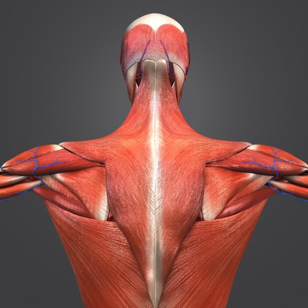 3D muscular muscles - TurboSquid 1268741