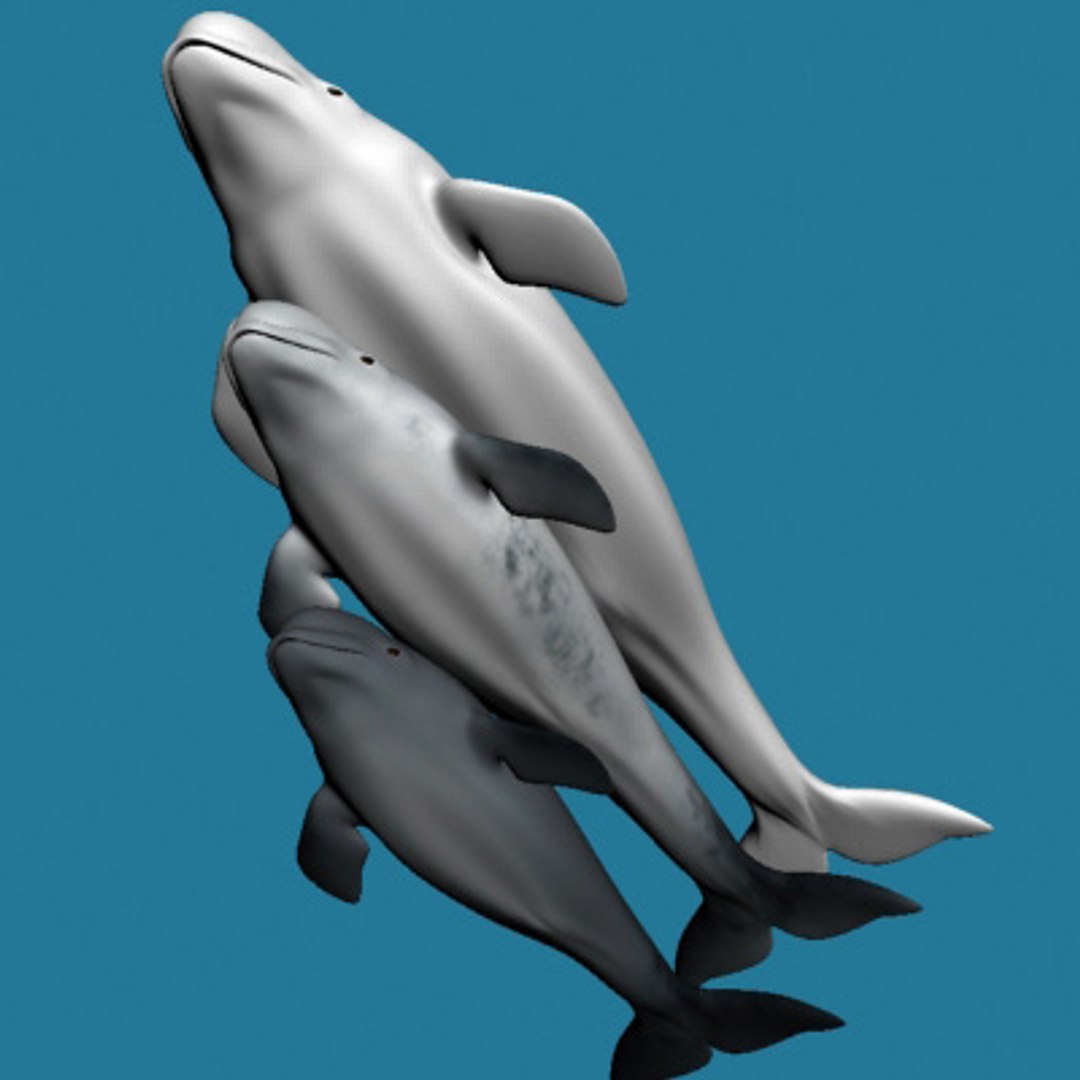 Max Beluga Mid-poly