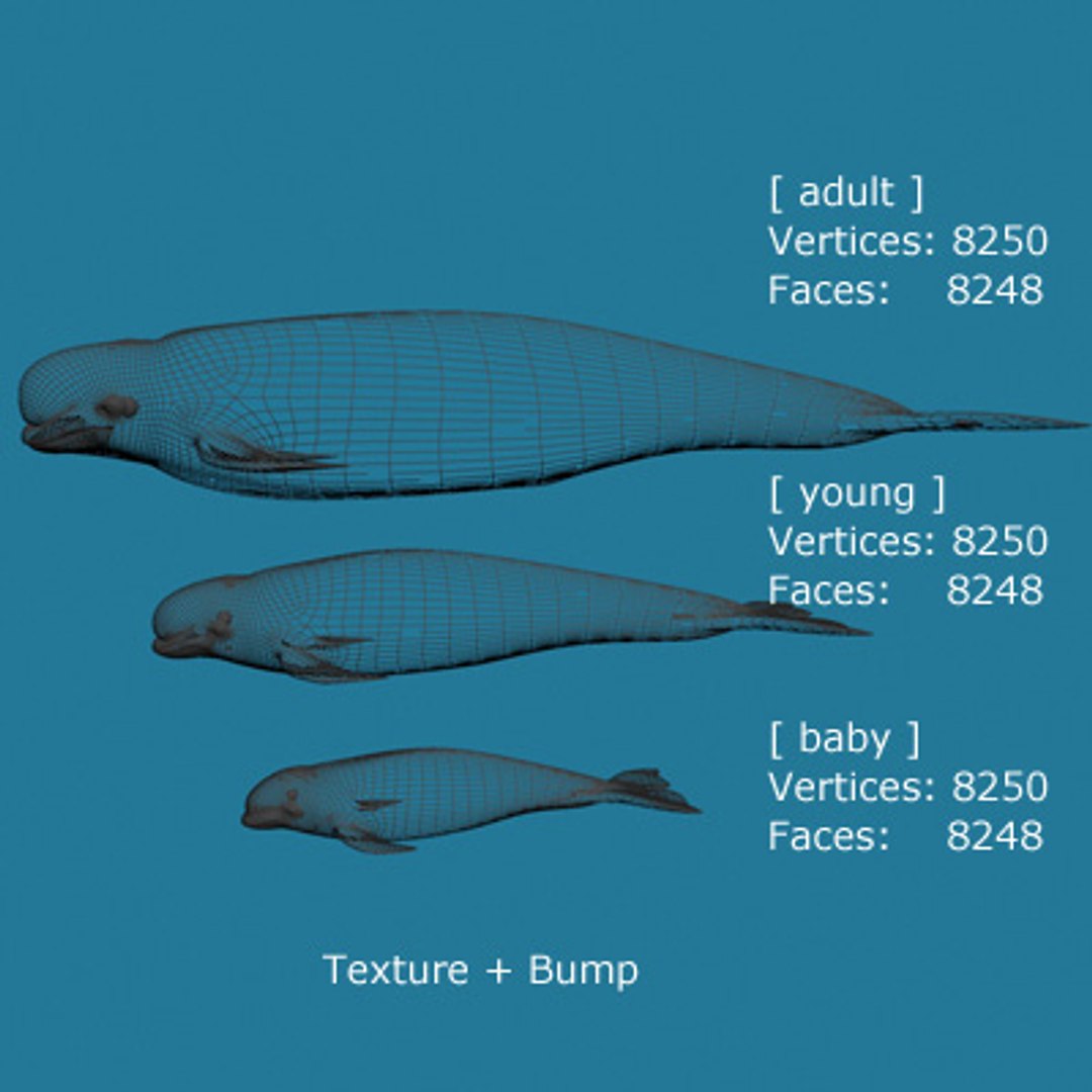Max Beluga Mid-poly