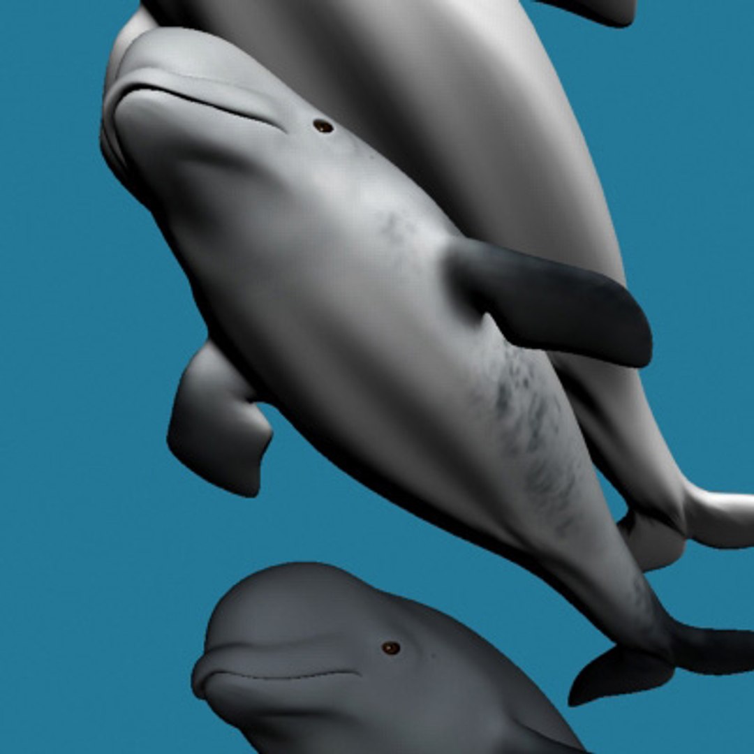 Max Beluga Mid-poly