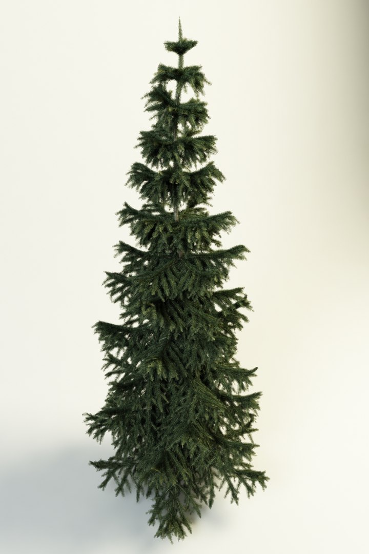 Conifer Tree 3d Model