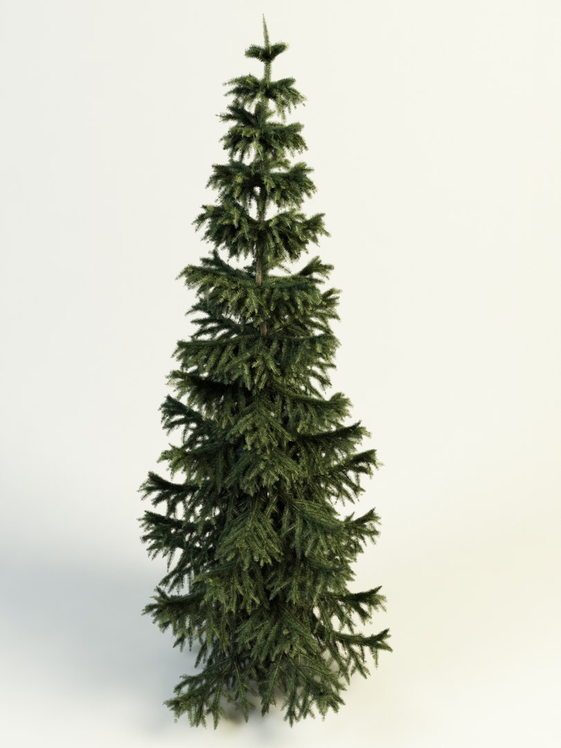 Conifer Tree 3d Model