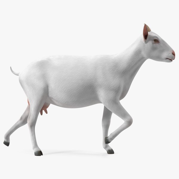 3D Goat Models | TurboSquid