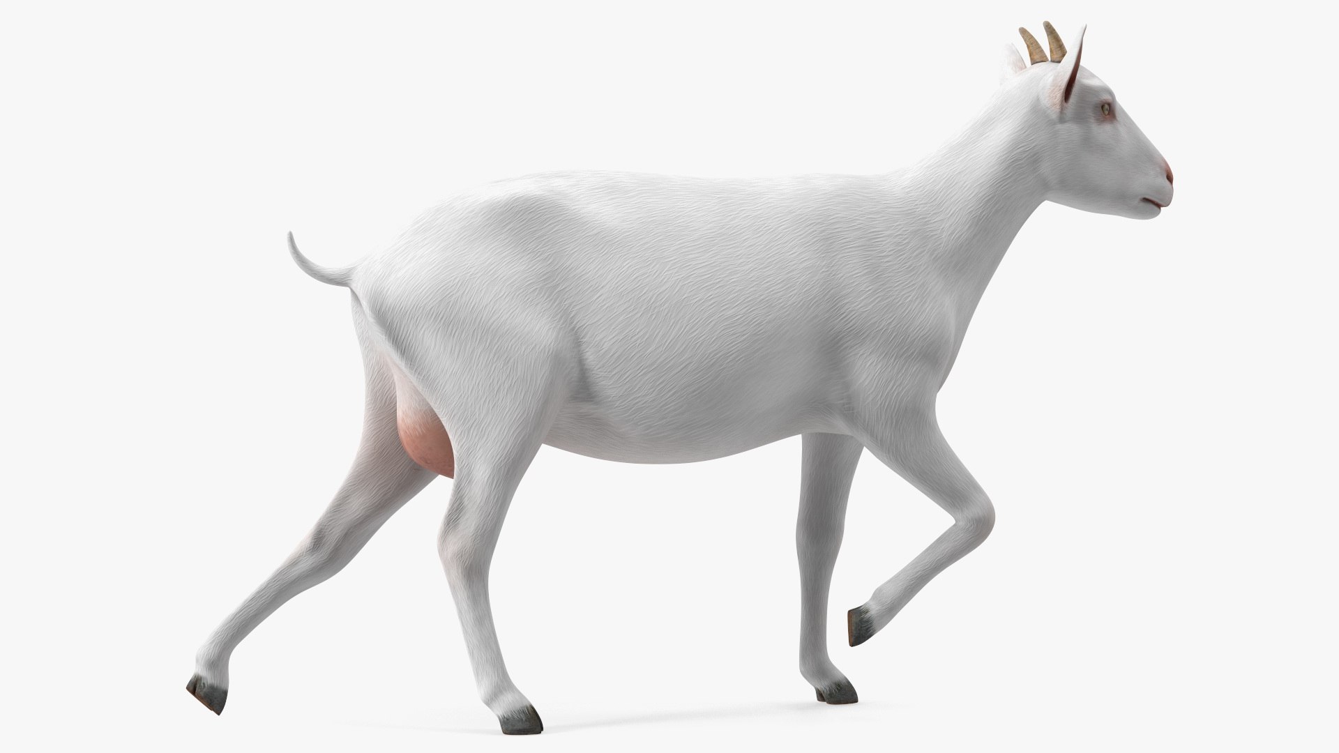 3D White Goat Walking - TurboSquid 1994236