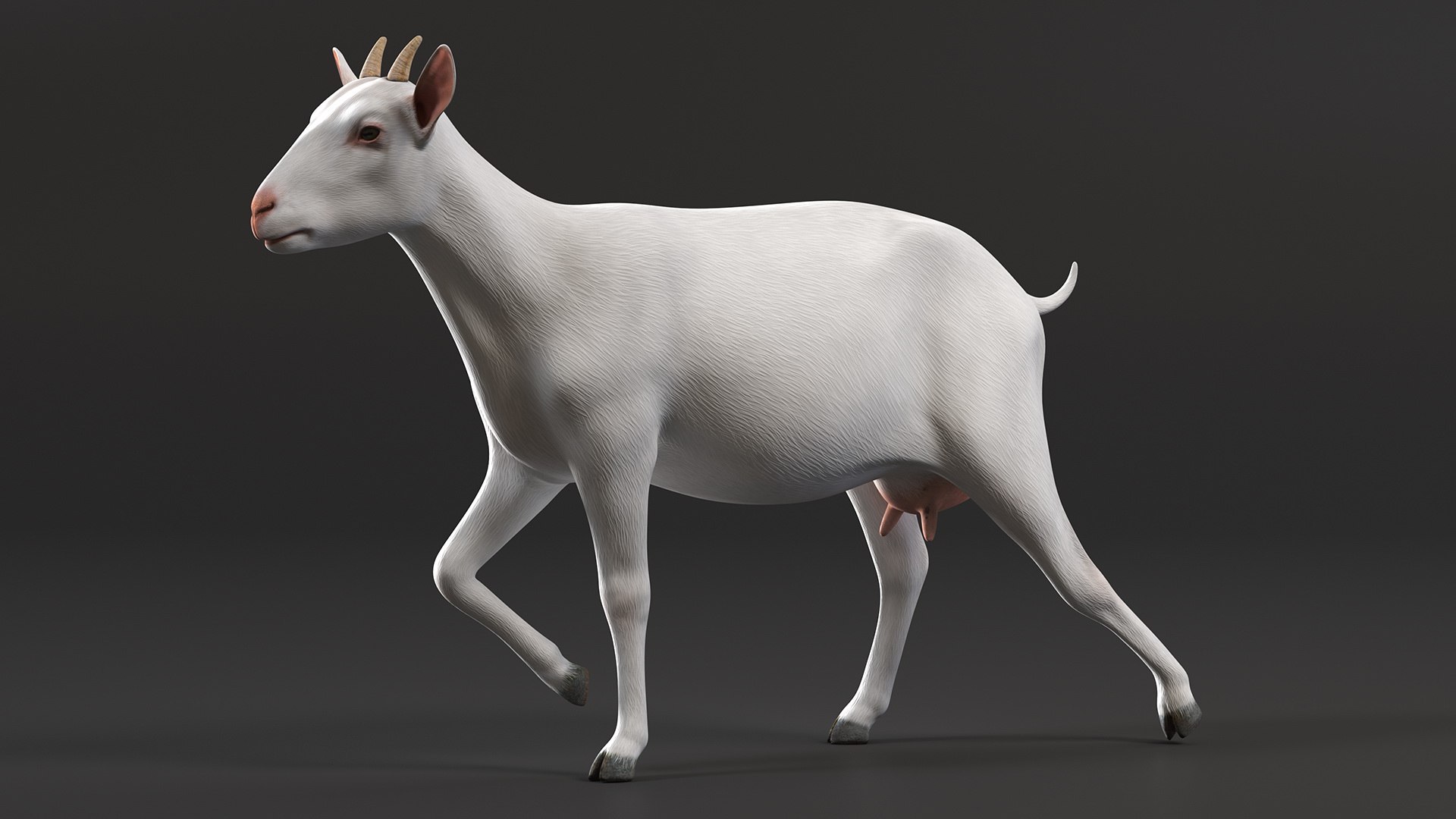 3D White Goat Walking - TurboSquid 1994236