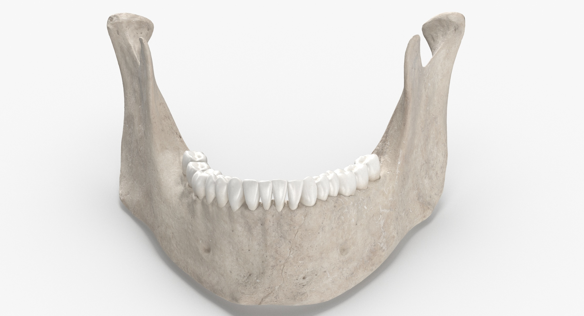 Human Male and Female Jawbones Collection White and Yellow - 4 models ...