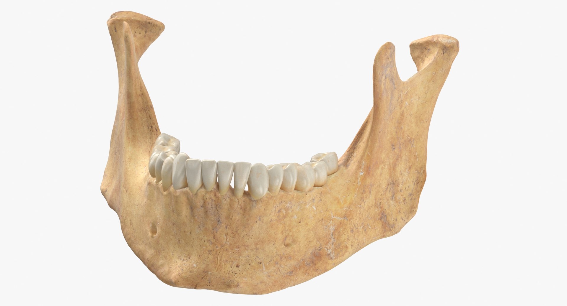 Human Male and Female Jawbones Collection White and Yellow - 4 models ...