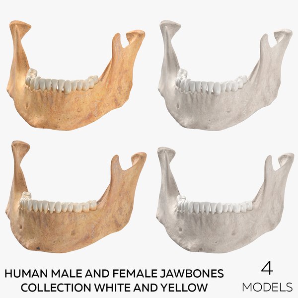 3D Jaw Models | TurboSquid