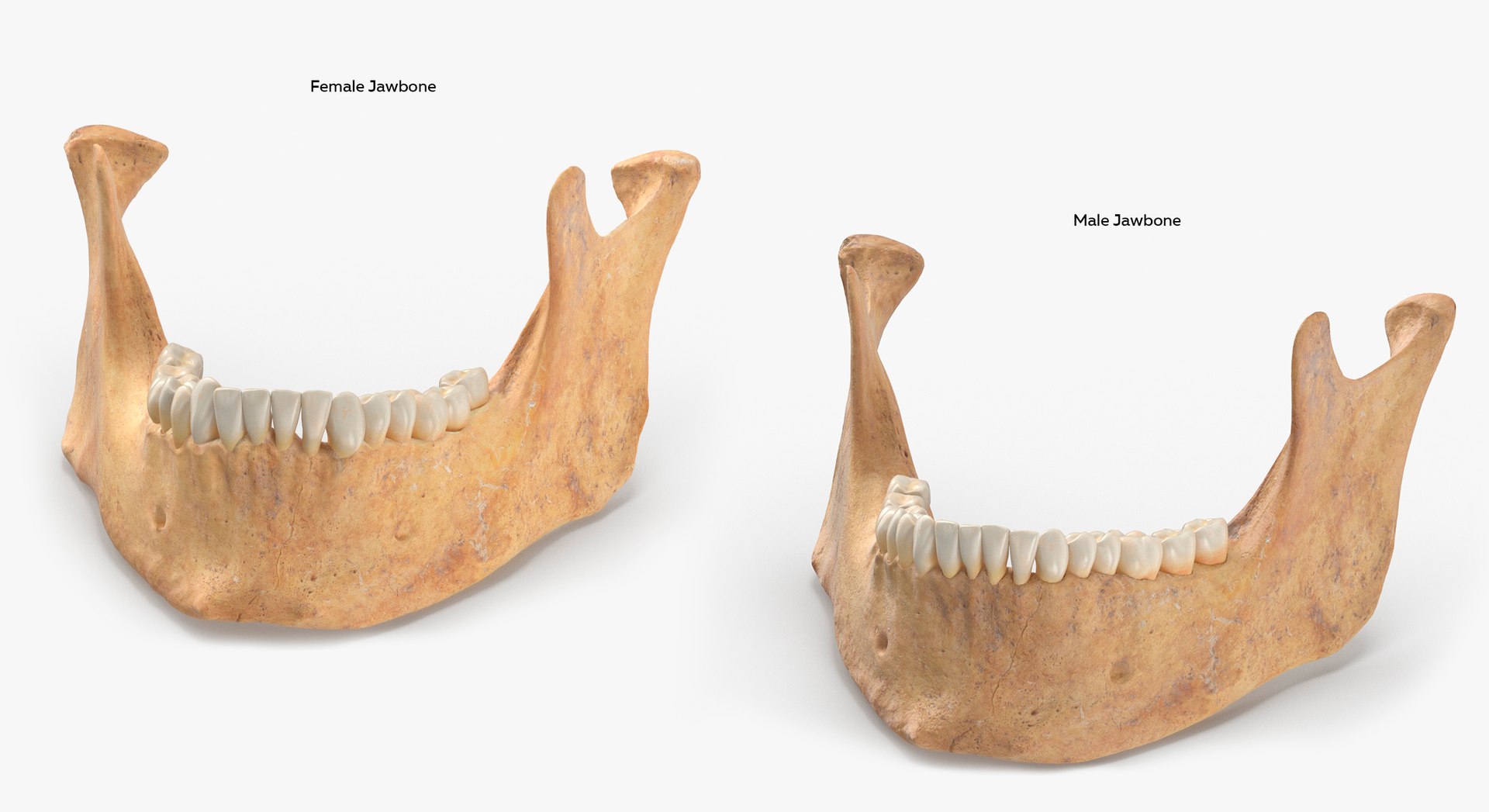 Human Male and Female Jawbones Collection White and Yellow - 4 models ...