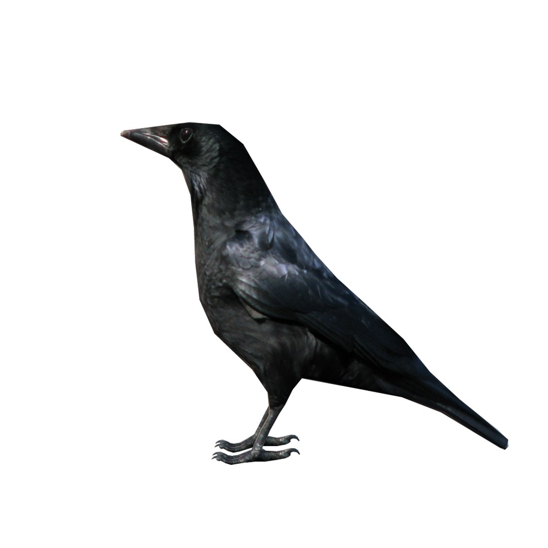 3d Model Of Crow